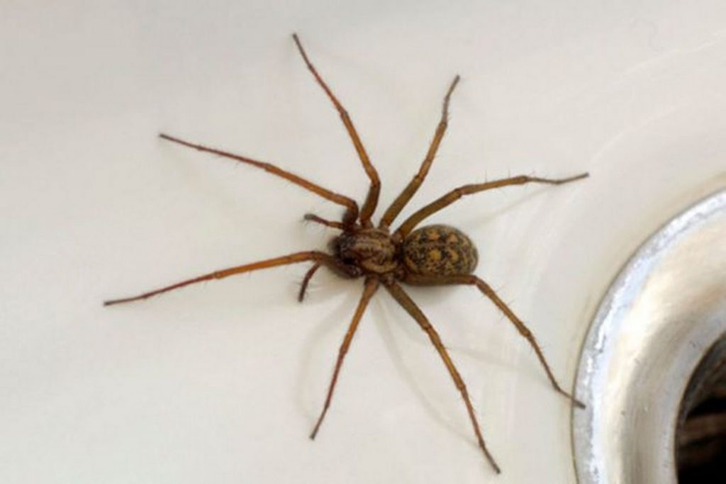 Spiders You Find In Your Home